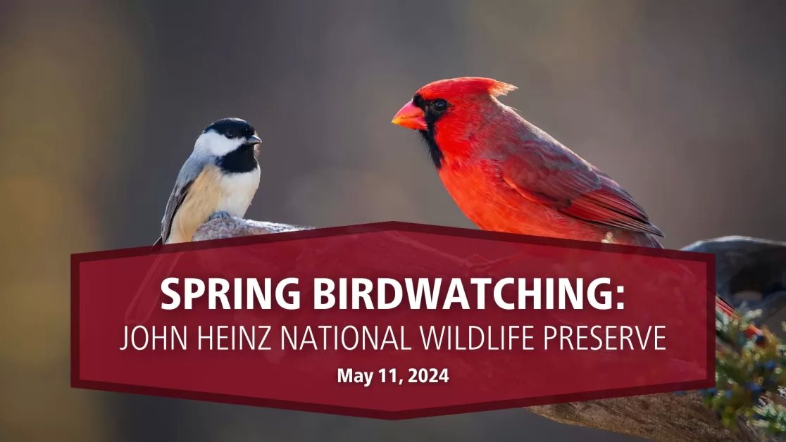 Spring Bird-watching: Exploring John Heinz National Wildlife Refuge at ...