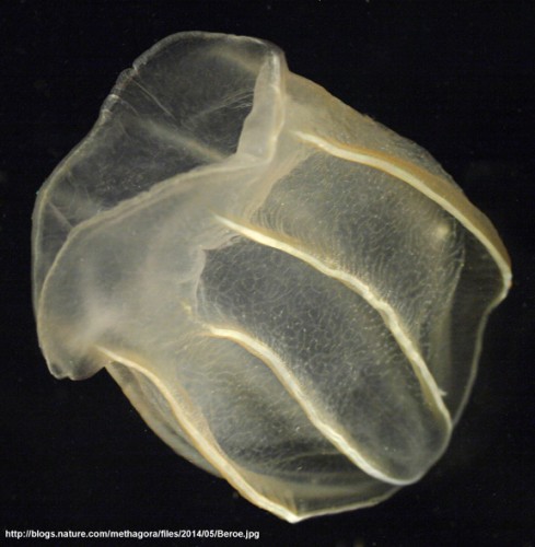 Marine Organism of the Week | Biology | Bates College