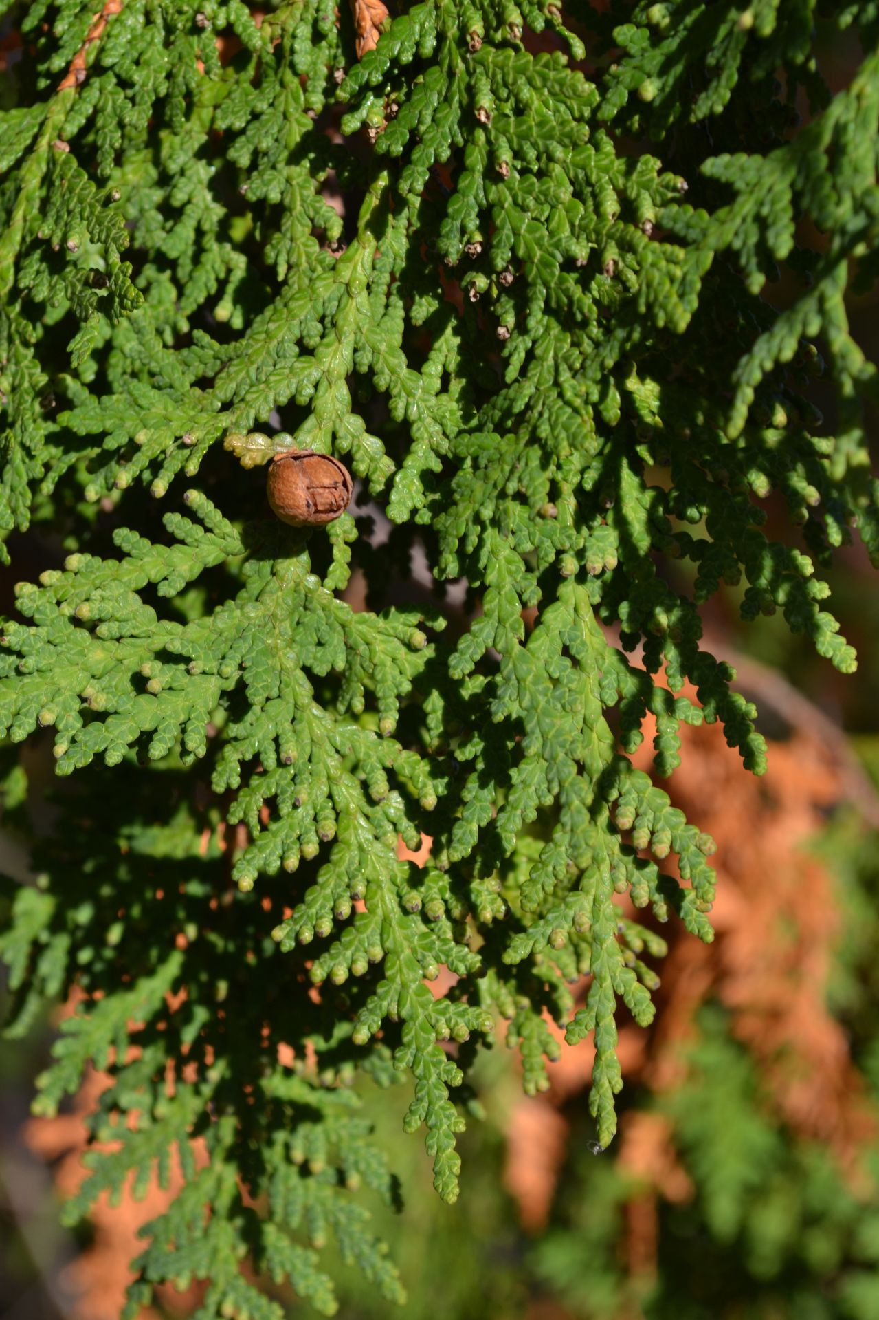 Gallery | Bates Canopy | Bates College