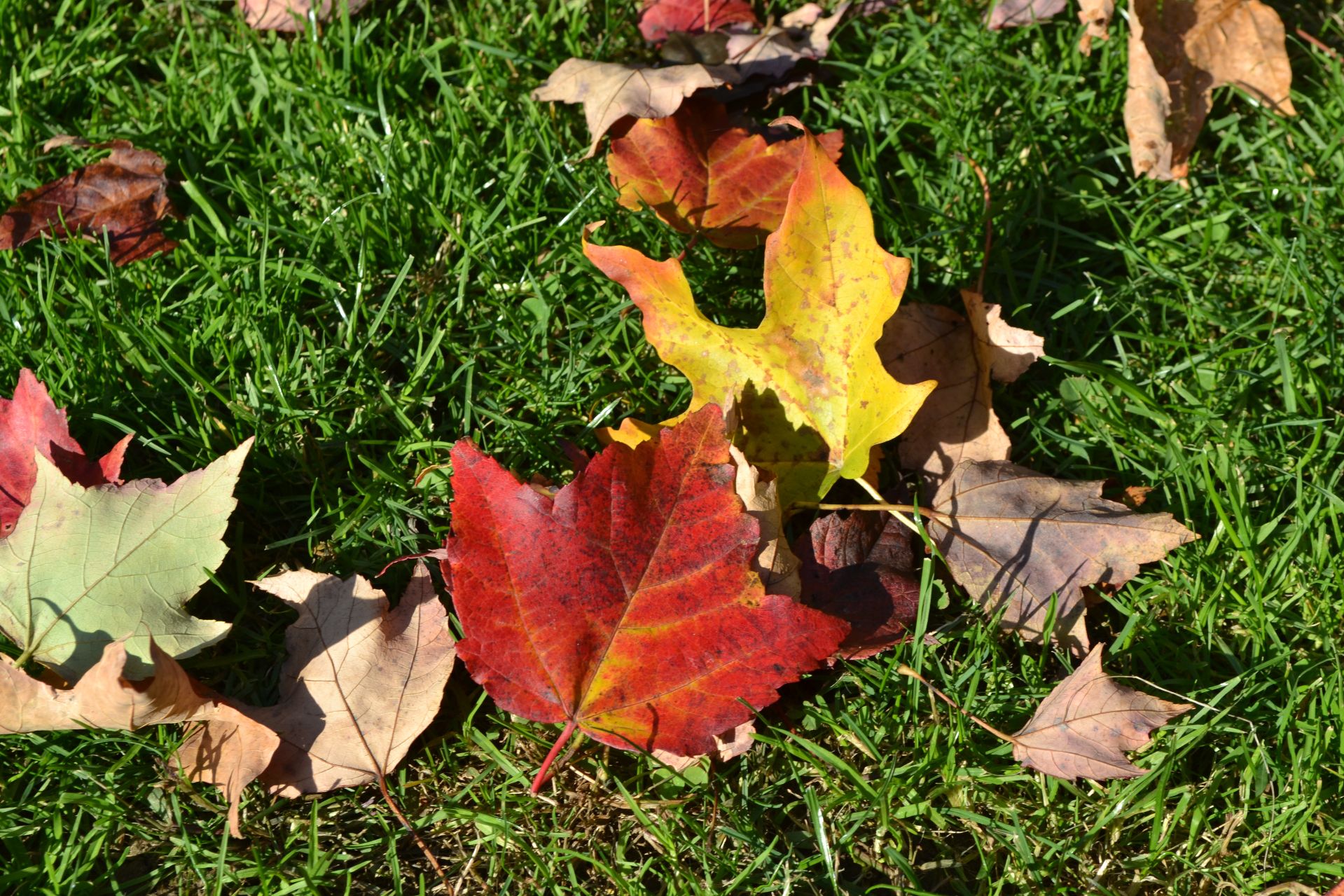 Gallery | Bates Canopy | Bates College