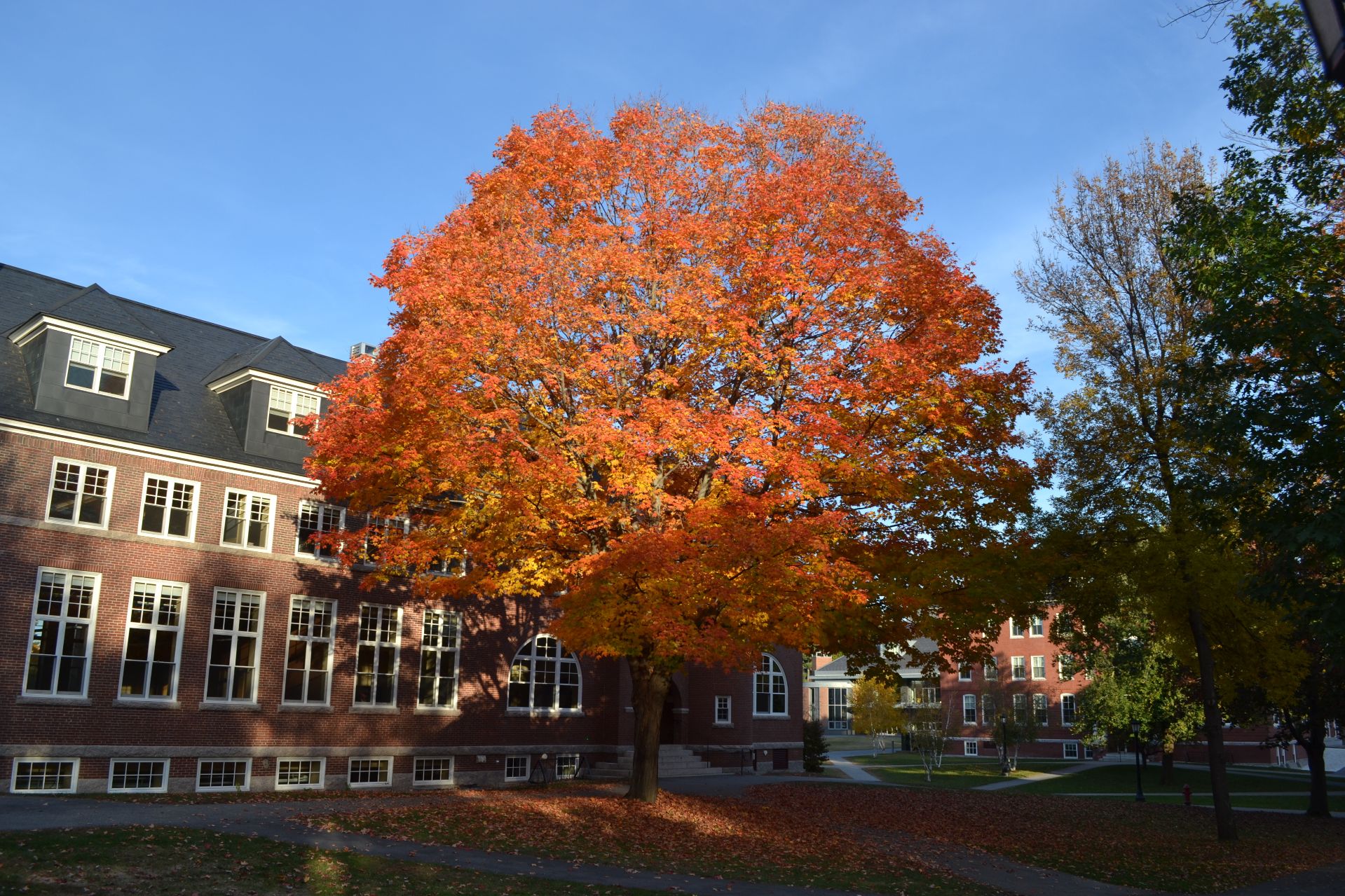 Bates Canopy | Bates College