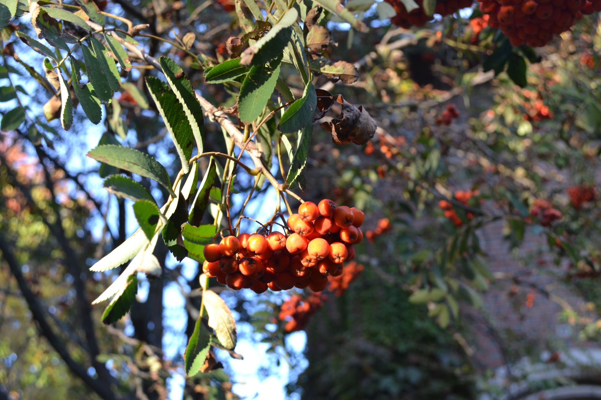 Bates Canopy | Bates College