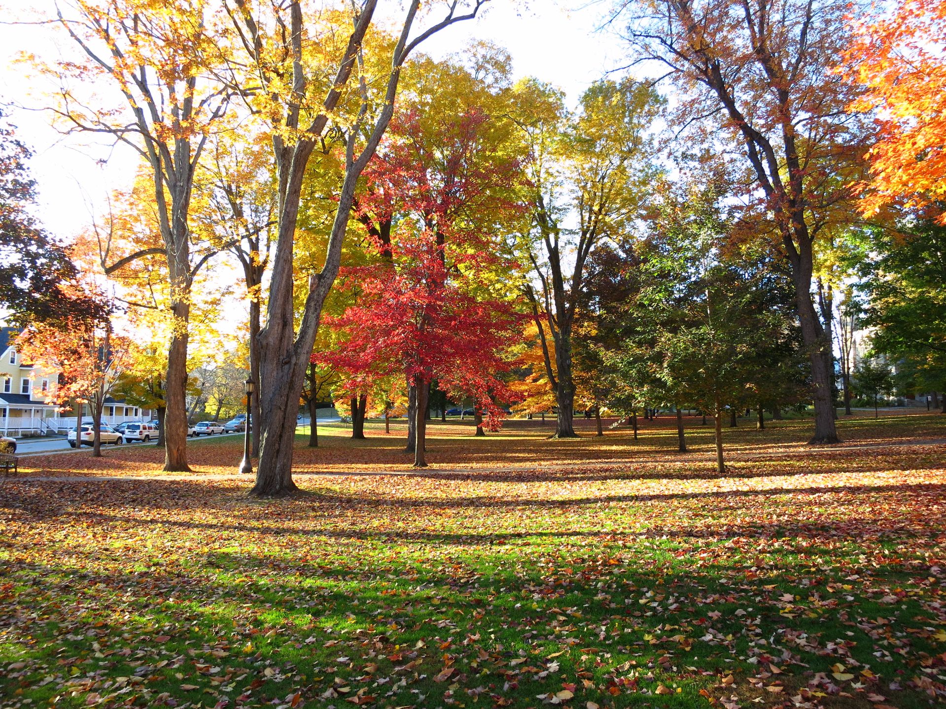 Bates Canopy | Bates College