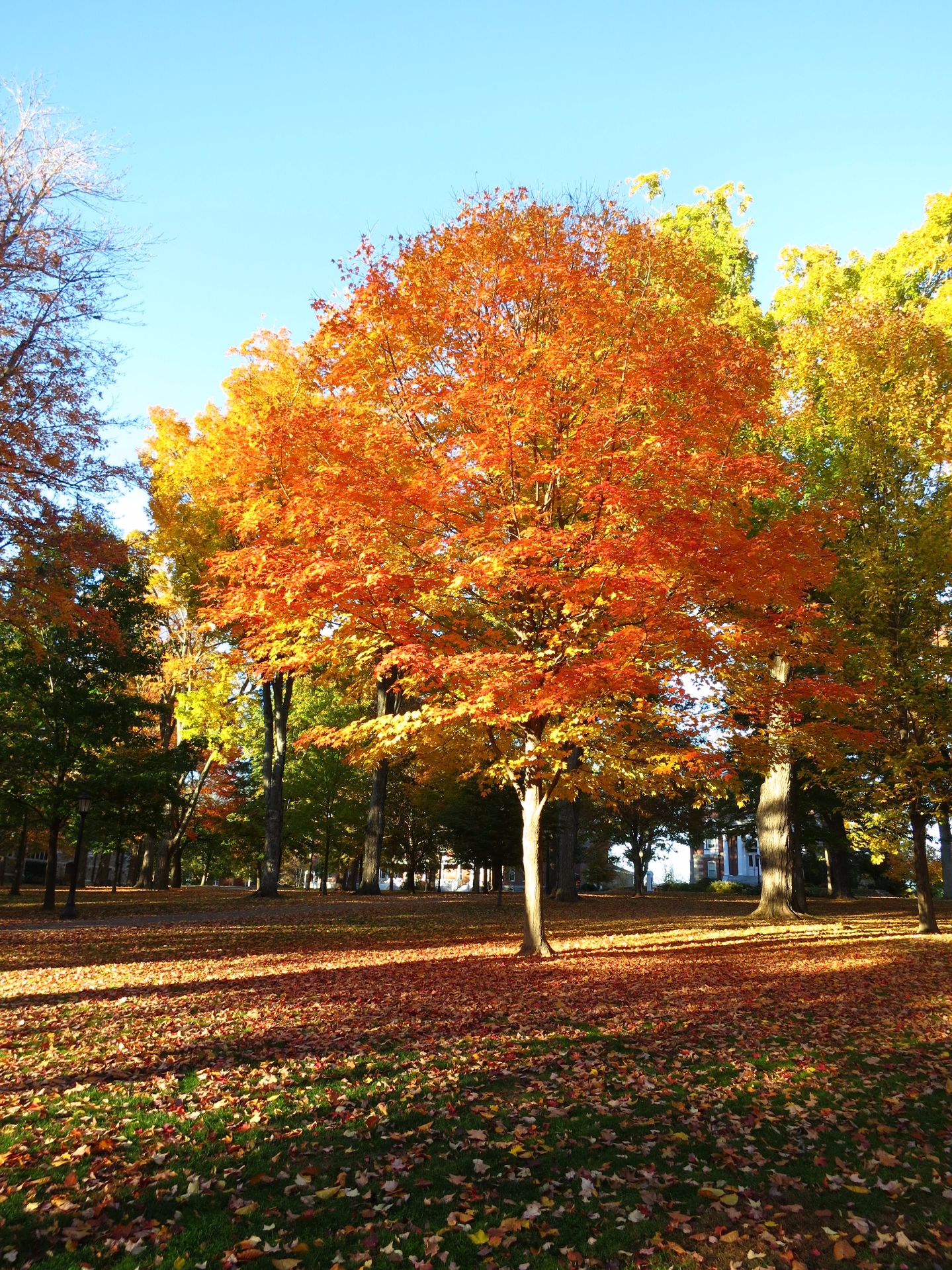 Bates Canopy | Bates College