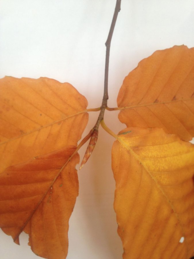 American Beech | Bates Canopy | Bates College