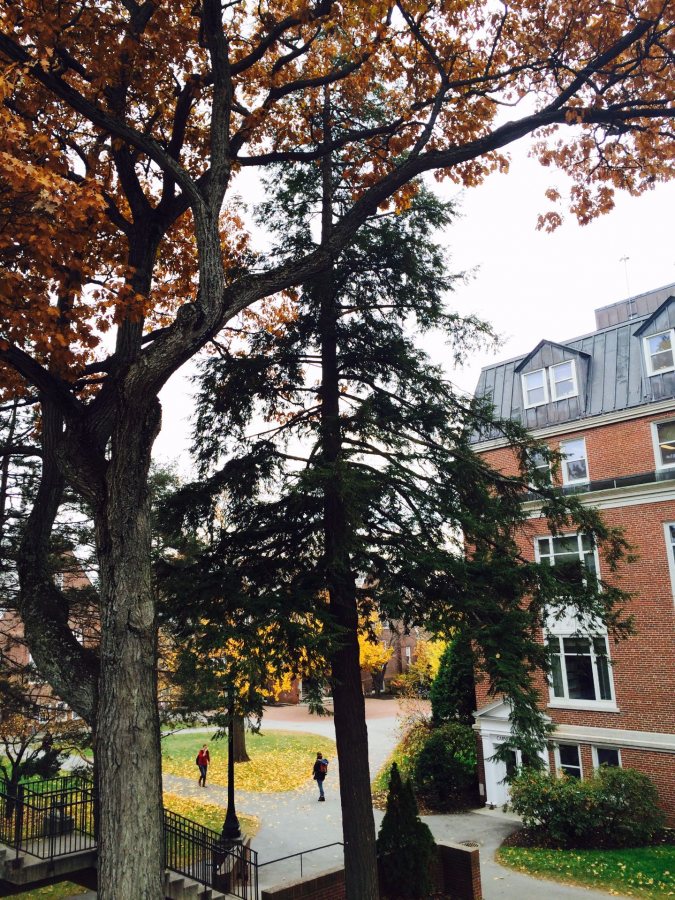 Eastern Hemlock | Bates Canopy | Bates College