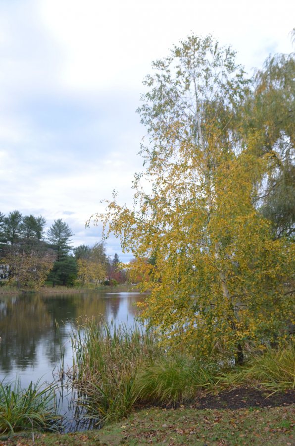 Gray Birch | Bates Canopy | Bates College