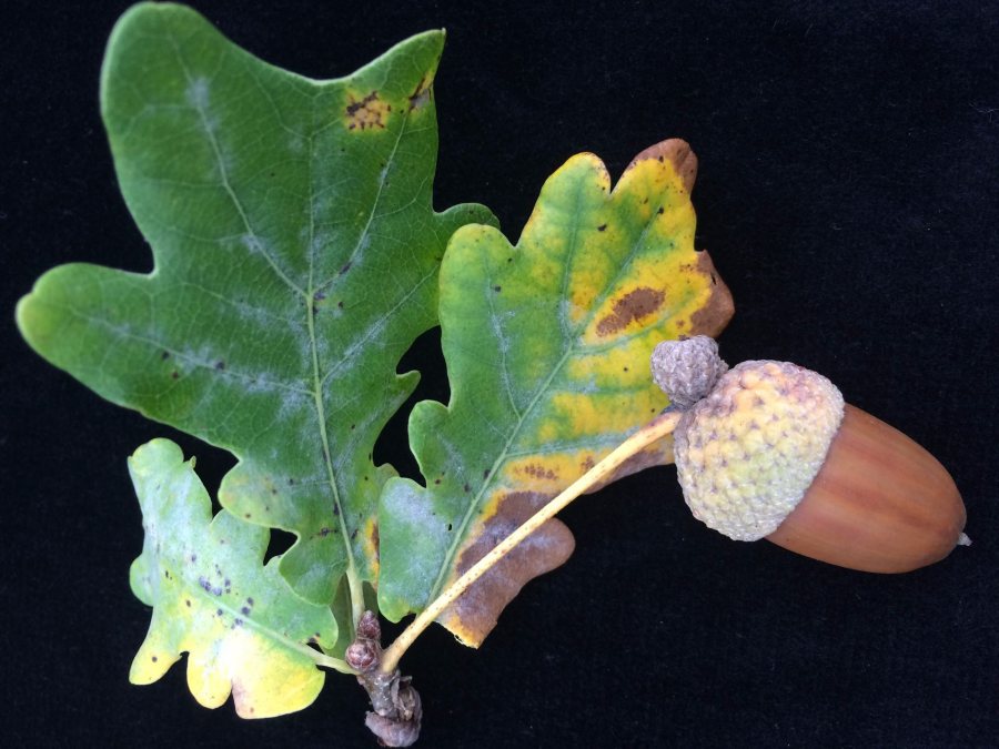 English Oak | Bates Canopy | Bates College