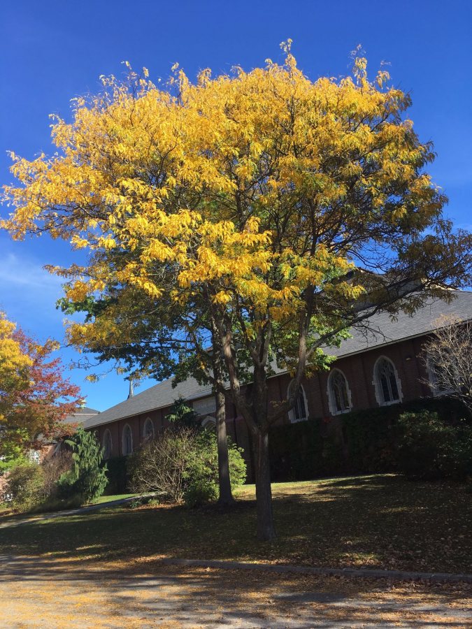 Honey Locust | Bates Canopy | Bates College