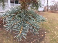 Blue Spruce | Bates Canopy | Bates College