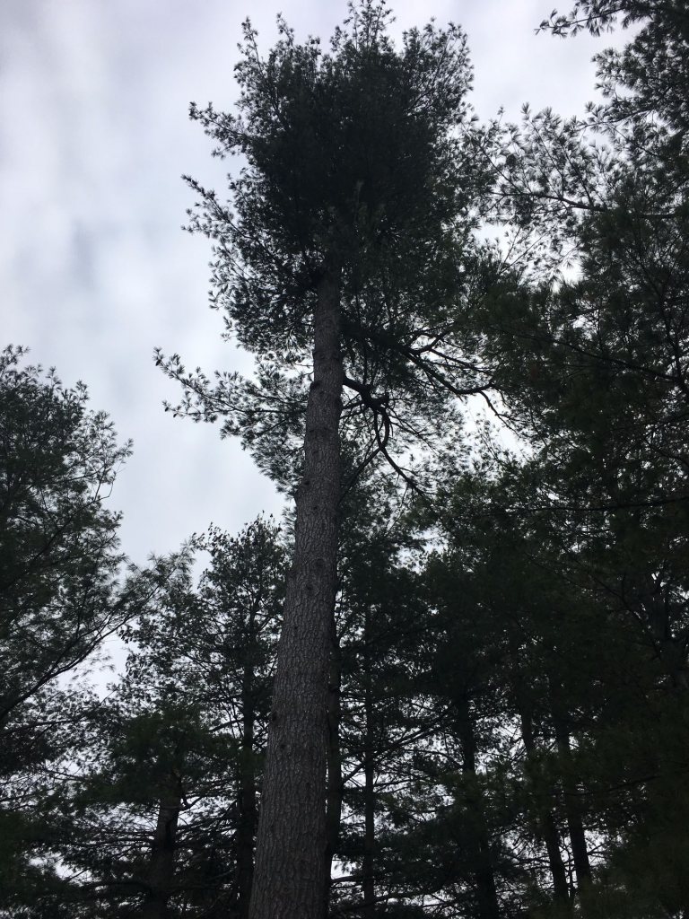 White Pine | Bates Canopy | Bates College