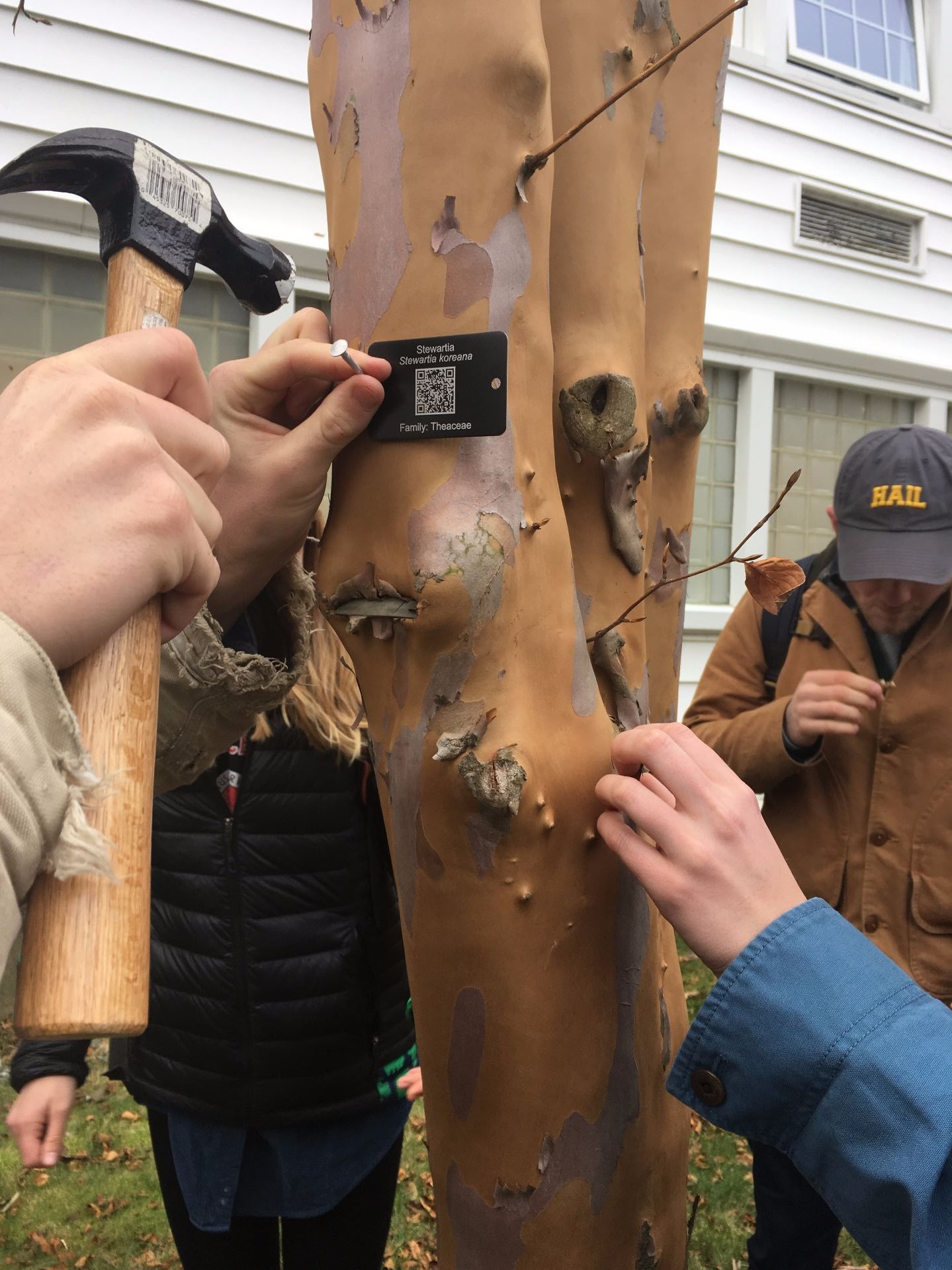 Bates Canopy | Bates College