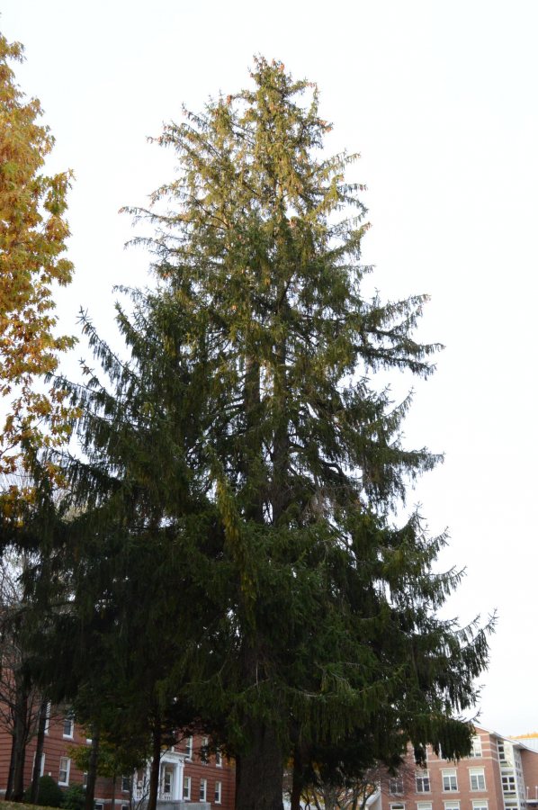 Norway Spruce | Bates Canopy | Bates College