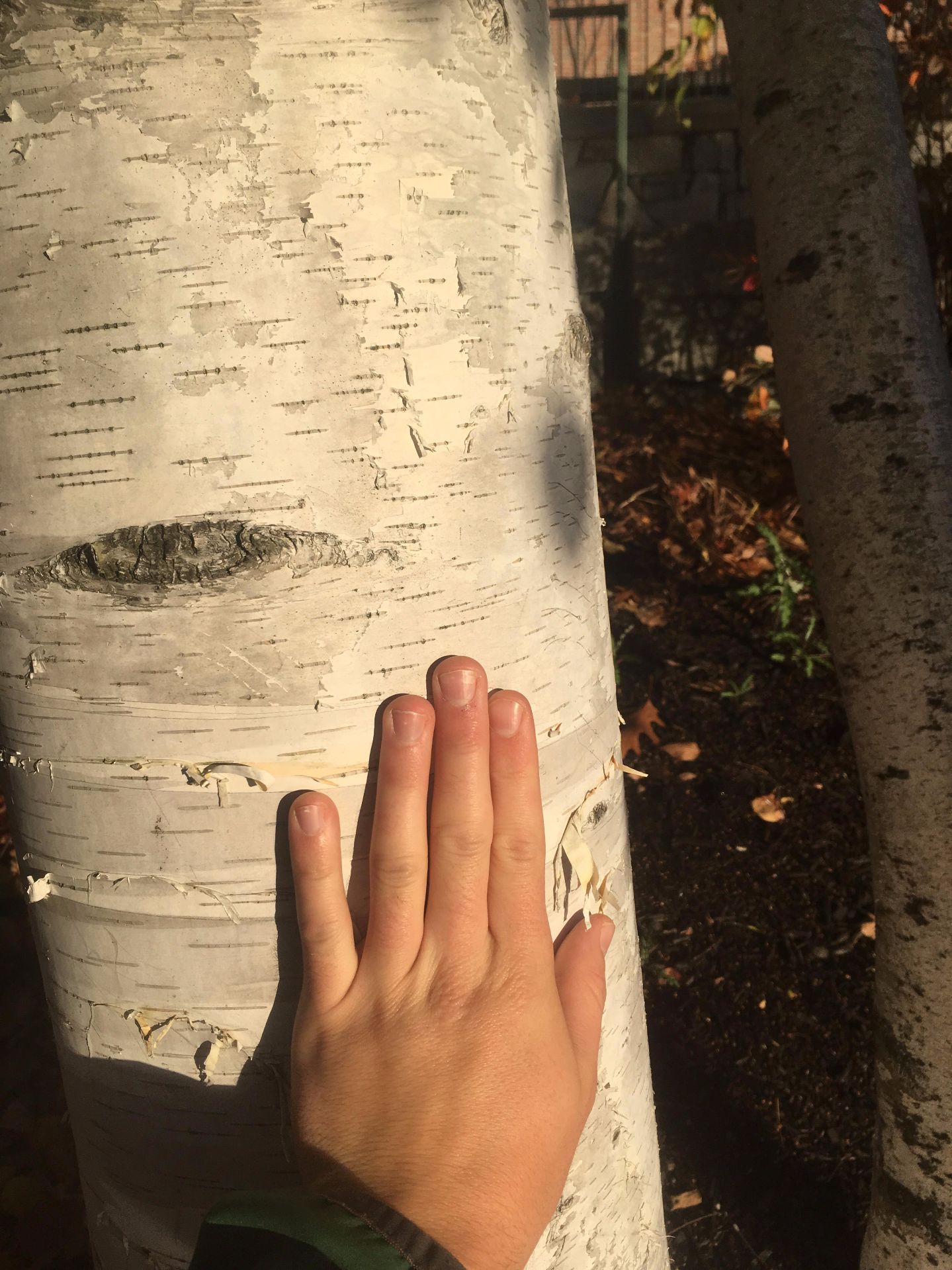 Paper Birch | Bates Canopy | Bates College