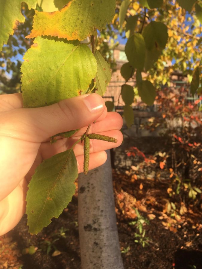 Paper Birch | Bates Canopy | Bates College