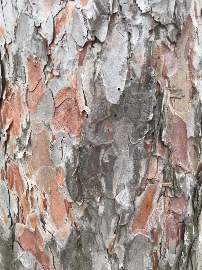 Red Pine | Bates Canopy | Bates College