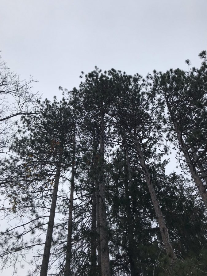 Red Pine | Bates Canopy | Bates College