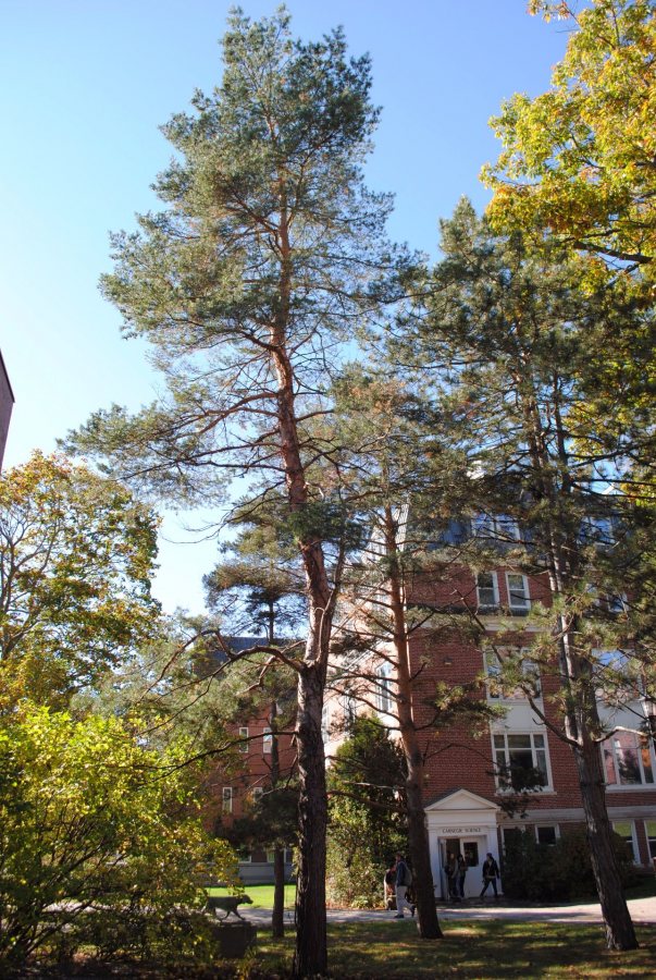 Scotch Pine | Bates Canopy | Bates College