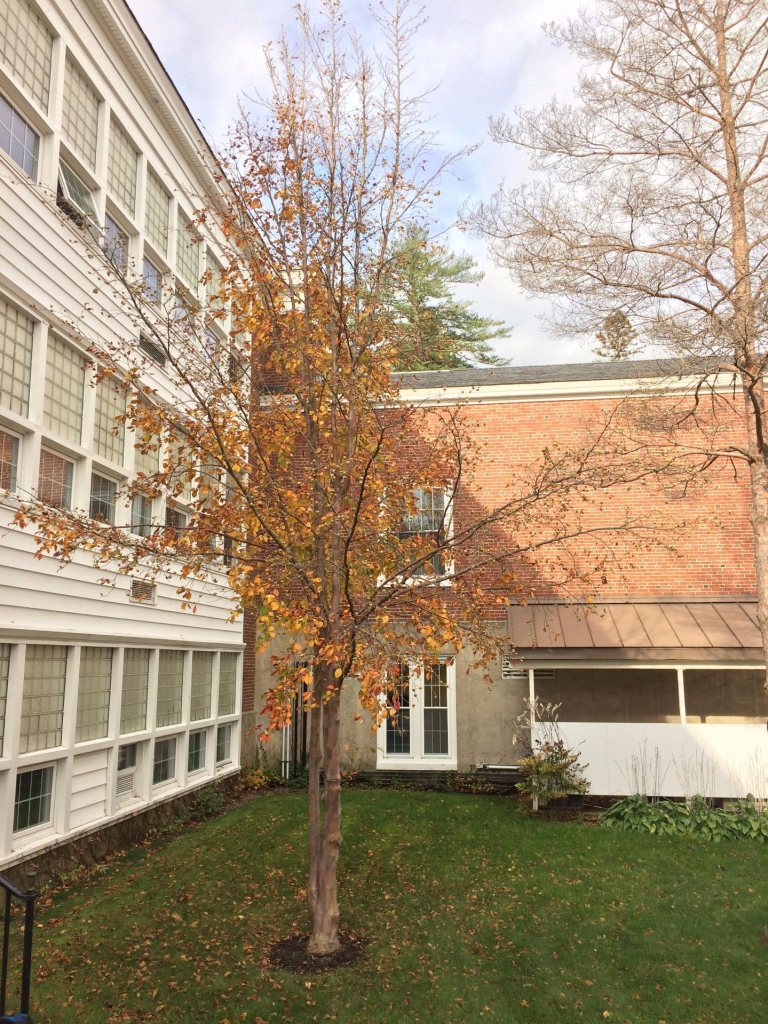 Stewartia | Bates Canopy | Bates College