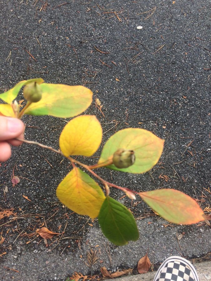 Stewartia | Bates Canopy | Bates College