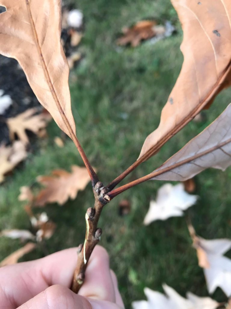 White Oak | Bates Canopy | Bates College