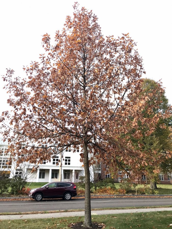 White Oak | Bates Canopy | Bates College