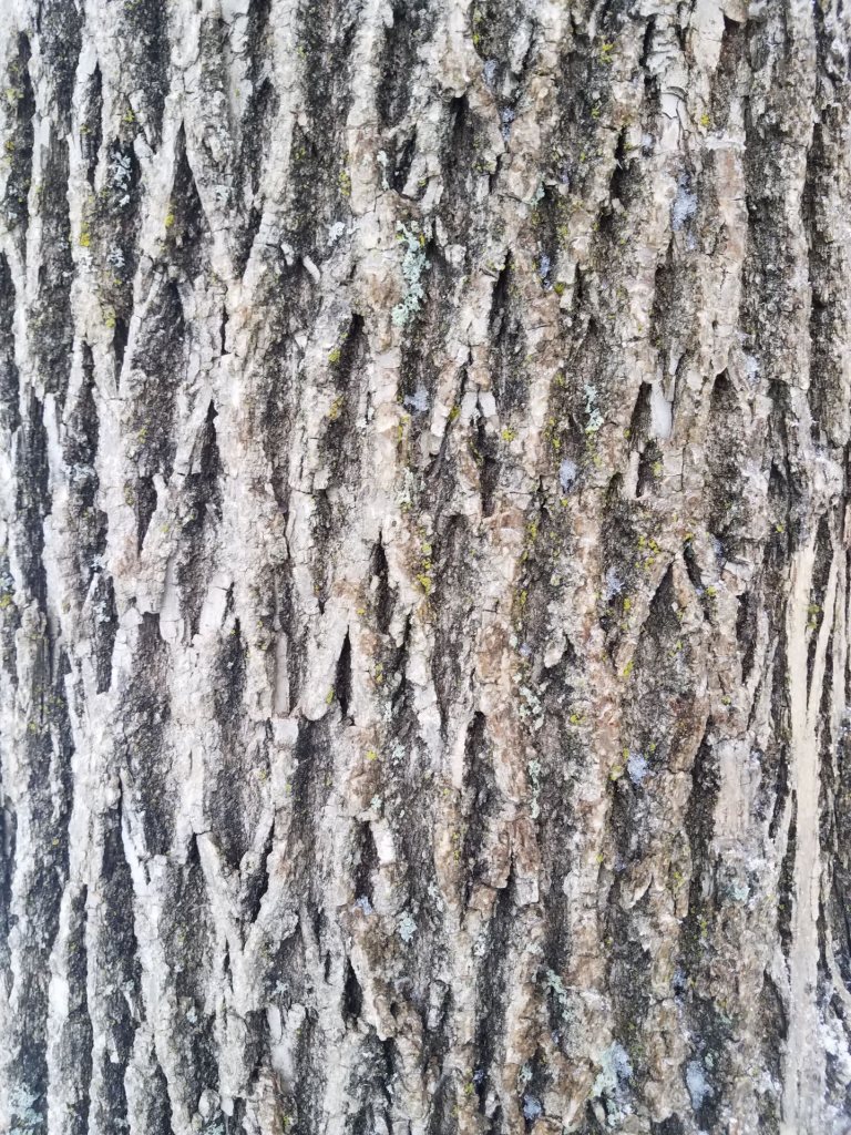 Green Ash | Bates Canopy | Bates College