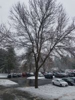 Green Ash | Bates Canopy | Bates College