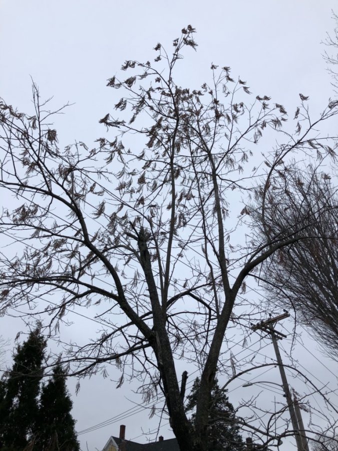 Sourwood | Bates Canopy | Bates College