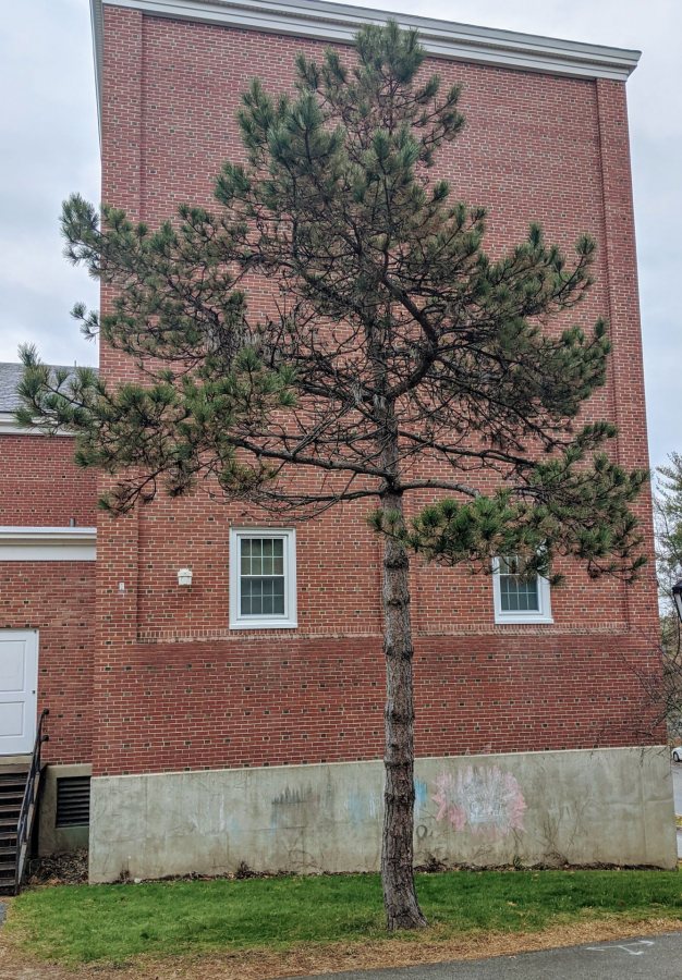 Austrian Pine | Bates Canopy | Bates College