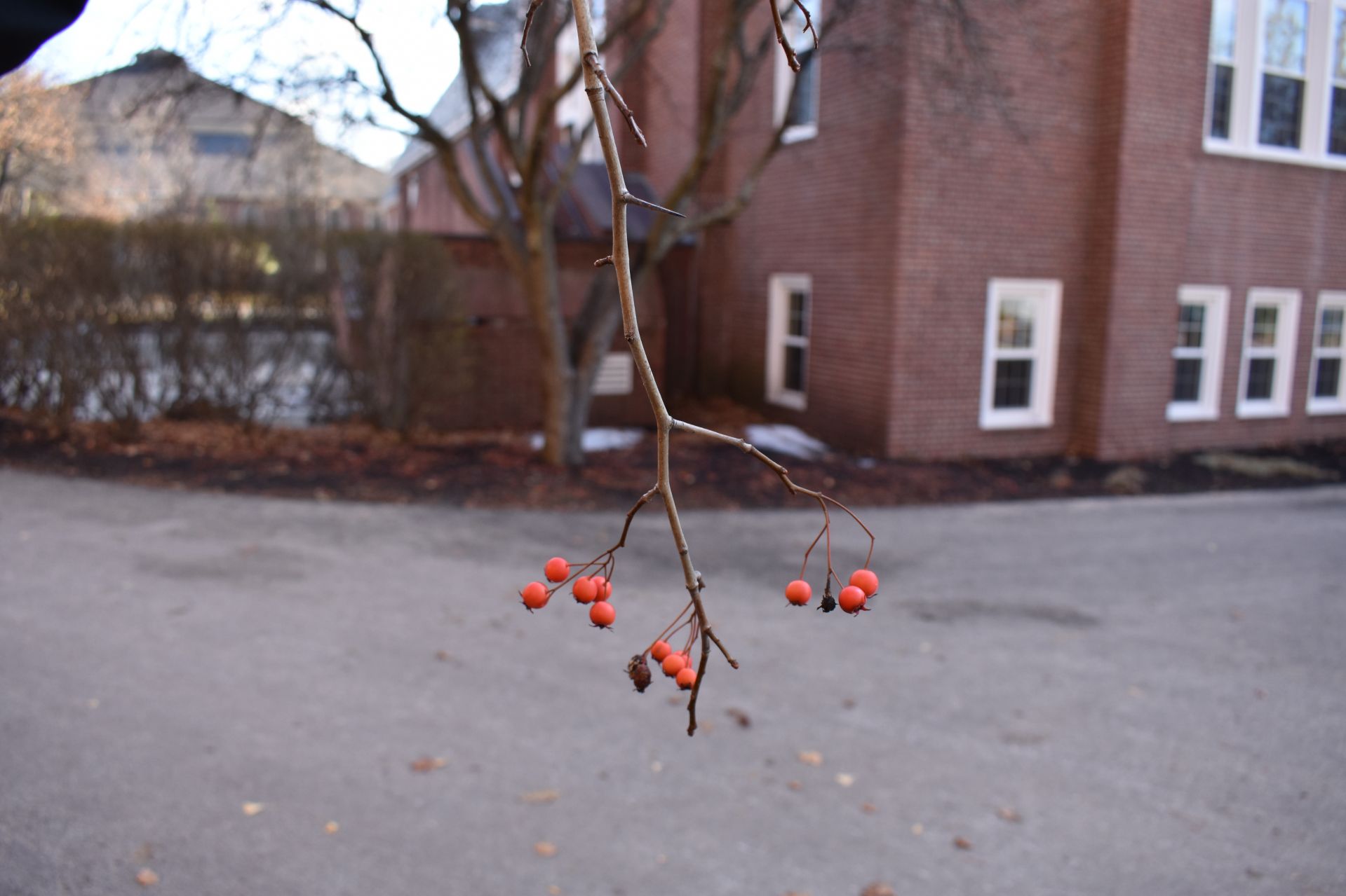 Glossy Hawthorn | Bates Canopy | Bates College