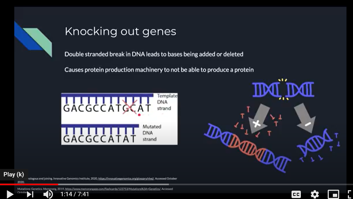 Gene Editing in Animals | Harward Center | Bates College