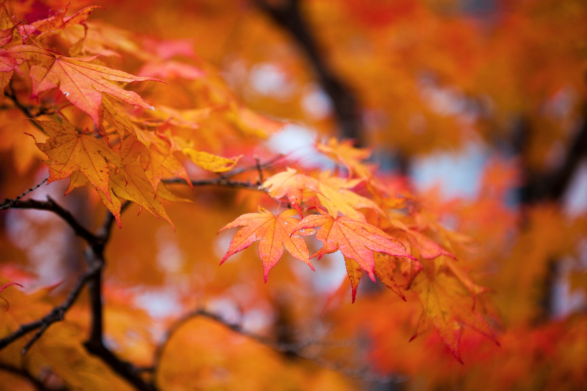 Ladd Library Temporary Entrance | Library | Bates College