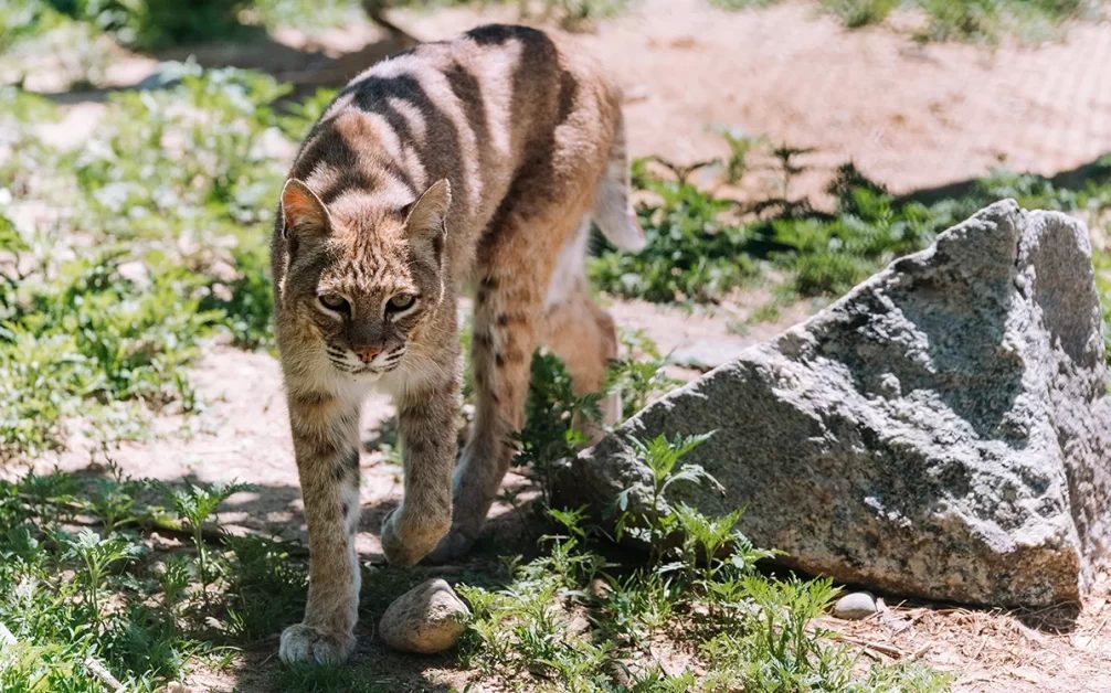 Check out Park and Museum Passes! | Library | Bates College