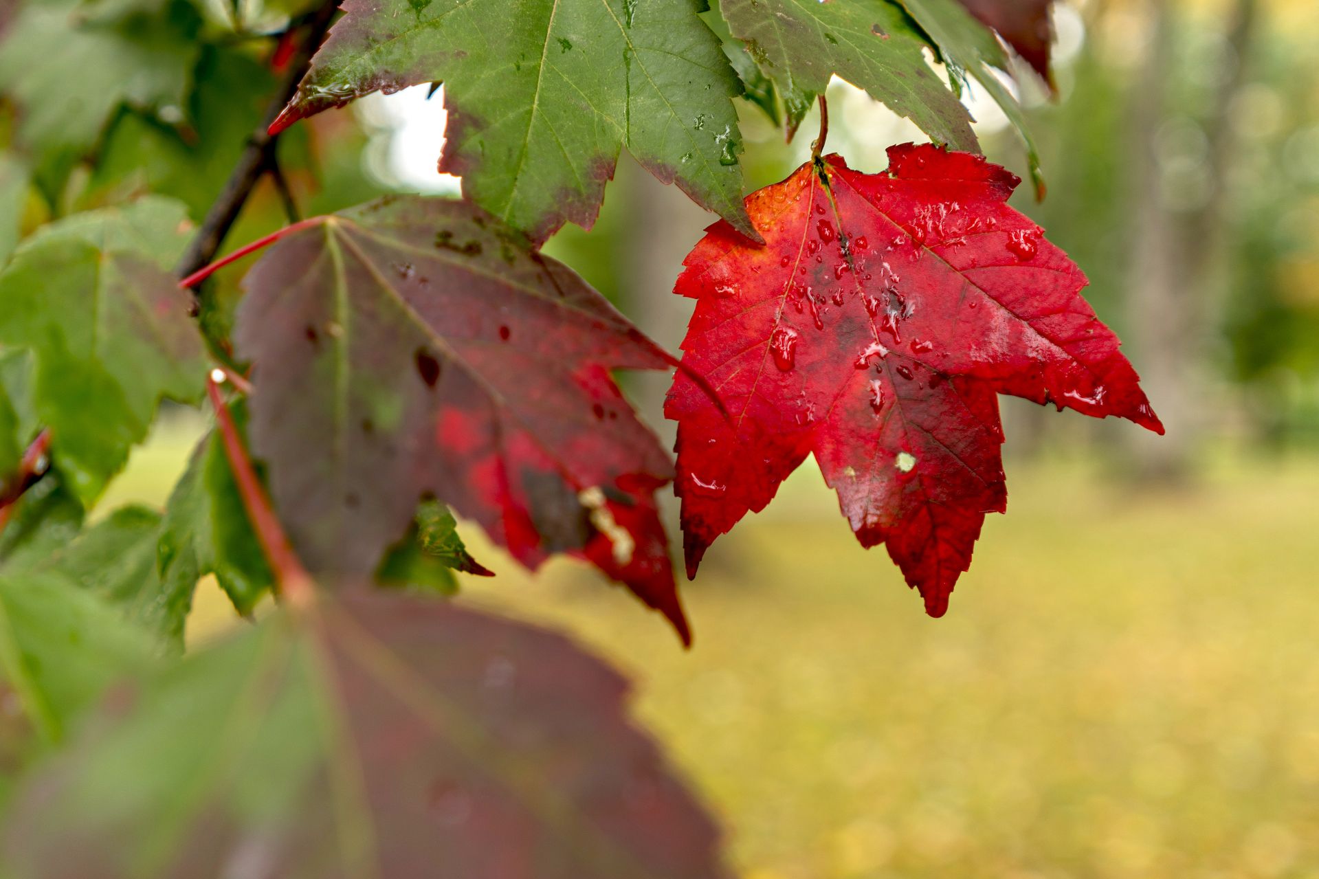 Video: Beautiful campus photos grace poet Robert Farnsworth’s ‘Toward ...