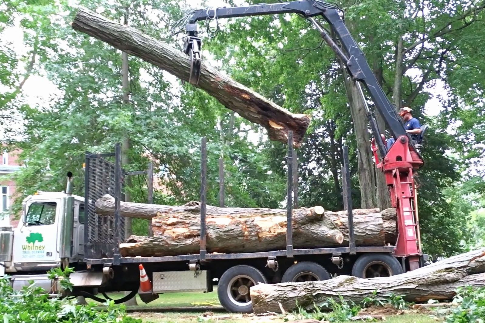 Video: After the fall, here’s what happened to the Quad’s huge ‘hobbit ...