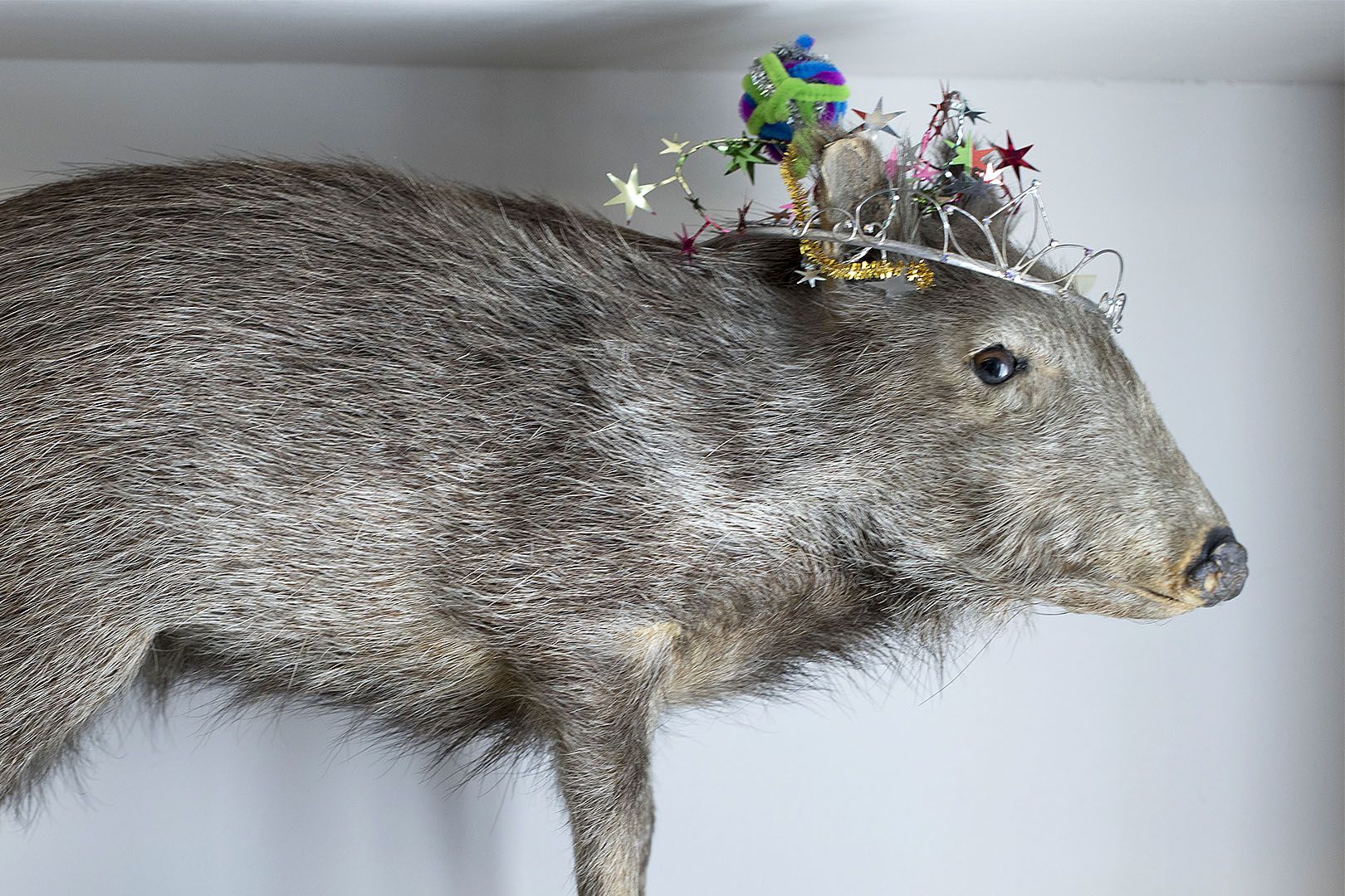 Look What We Found: Lee Abrahamsen’s tiara-wearing stuffed pig | News ...