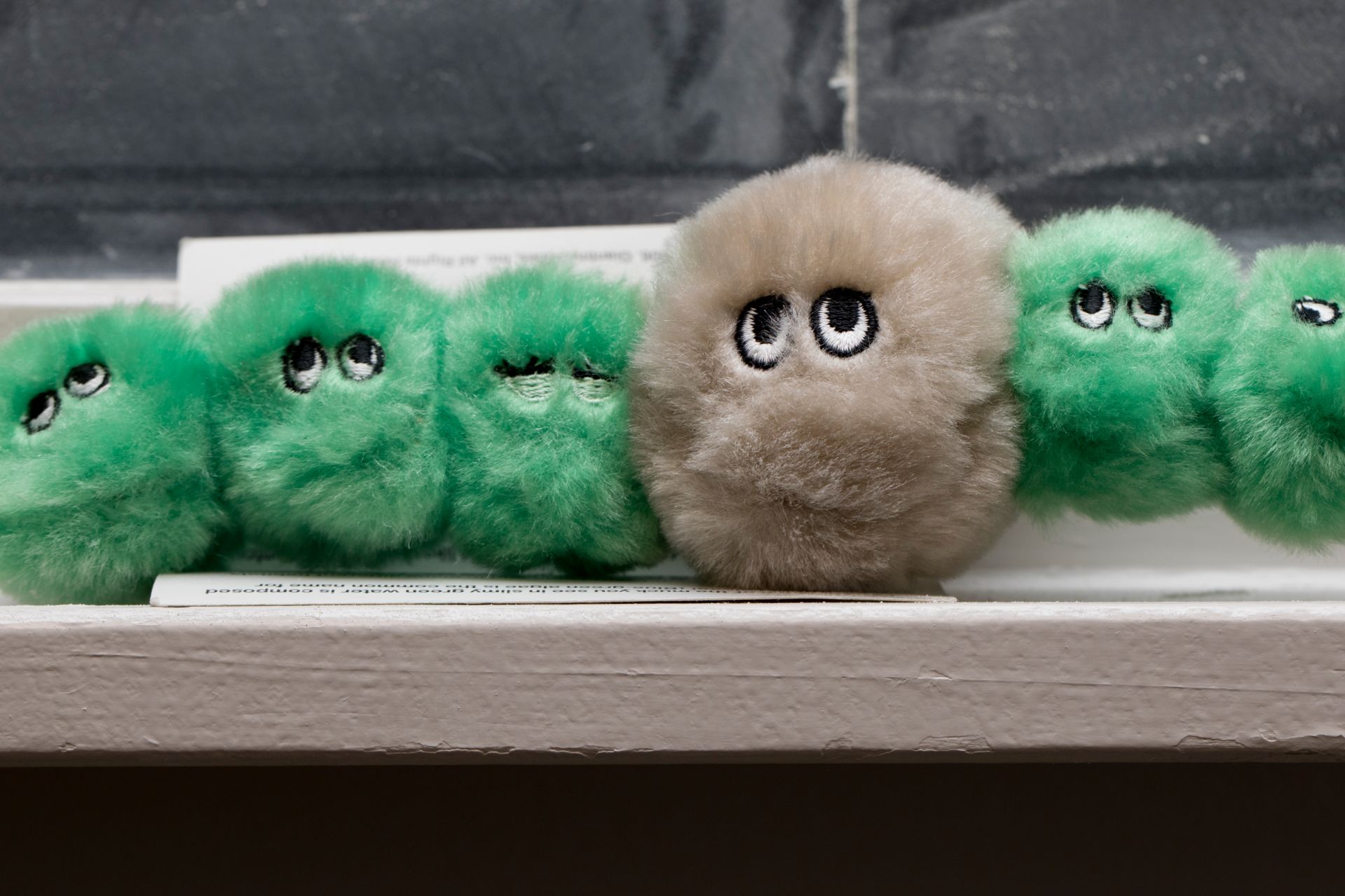 Look What We Found: Meredith Greer’s plush microbes | News | Bates College