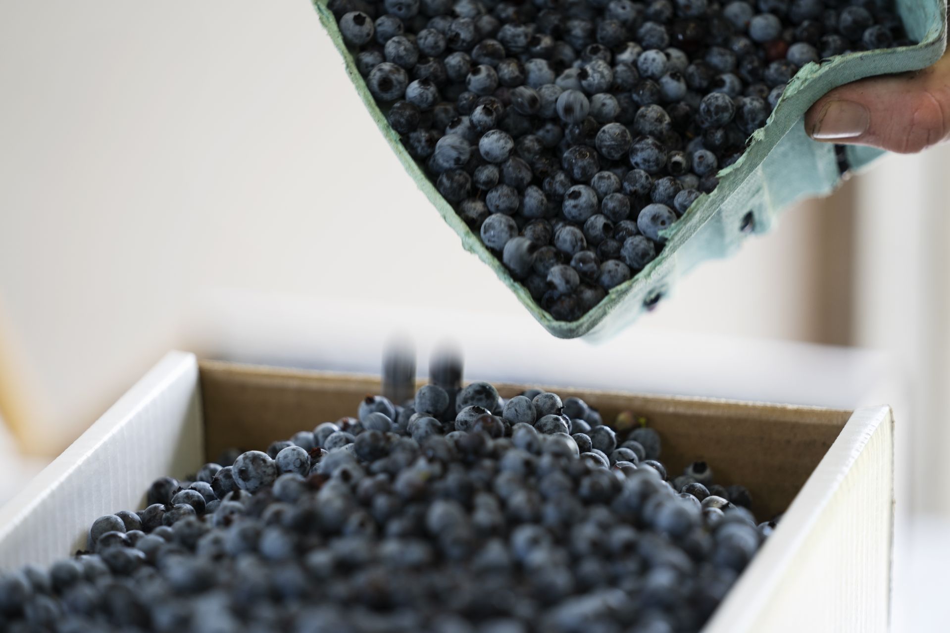 A price subsidy for organic fruits: Good economics, or not? | News ...