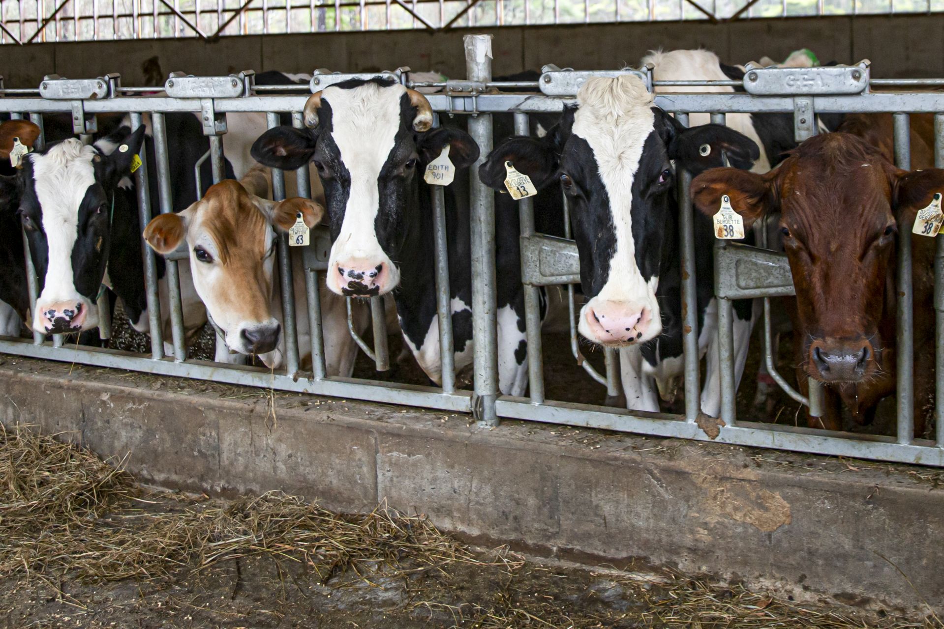 Bates bio students join greenhouse-gas project to help squelch the ...