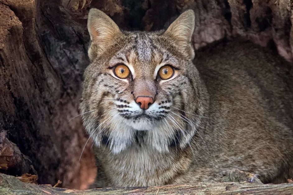 10 favorite videos showing feisty bobcats vs. all comers | News | Bates ...