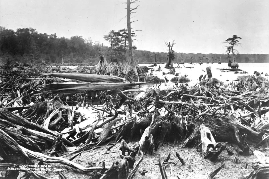 Video: ‘The light and the forest and the whole system together’ — Caleb ...