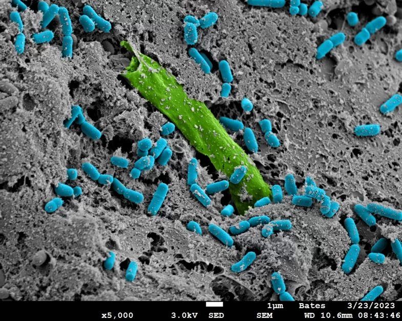 Microscopy | Science Resource Support Services | Bates College