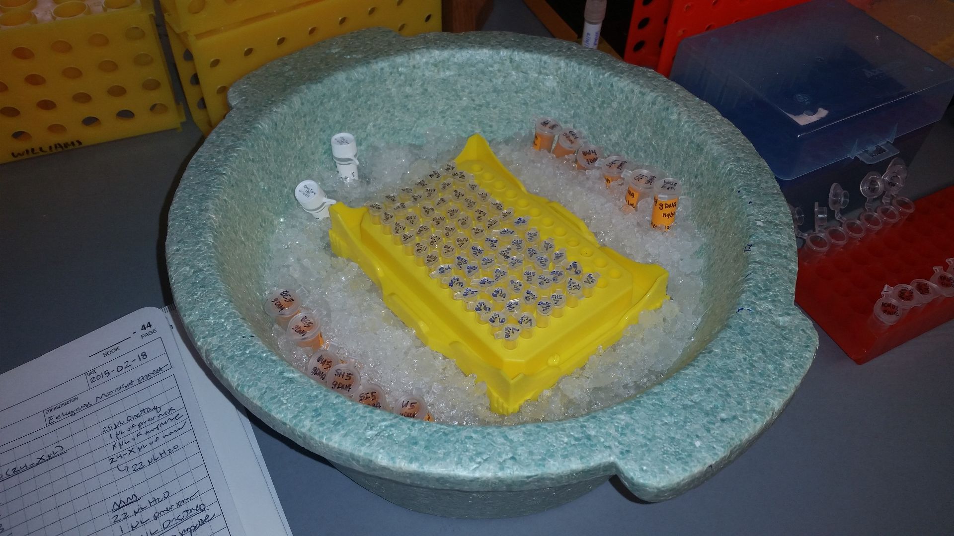 Eelgrass genetics! | Molecular Evolution & Developmental Biology Lab ...