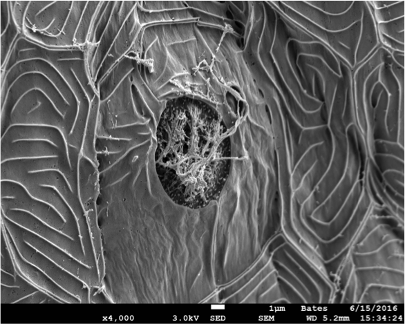 Racing To The End | Molecular Evolution & Developmental Biology Lab ...